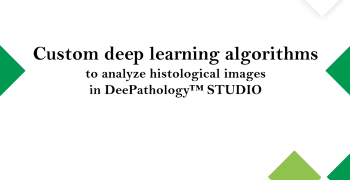 Custom deep learning algorithms to analyze histological images in ...